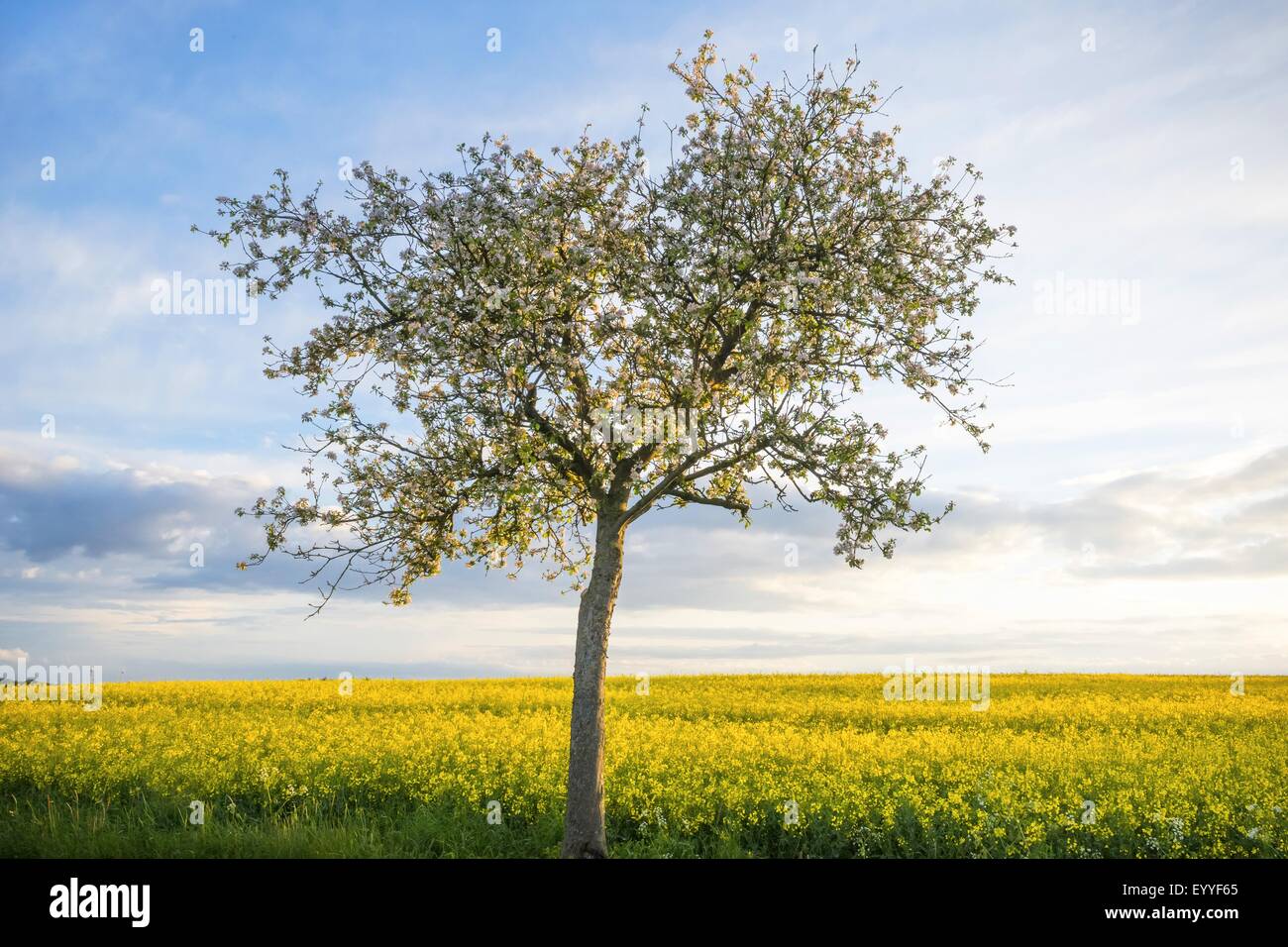 apple tree (Malus domestica), blooming apple tree and rape field ...