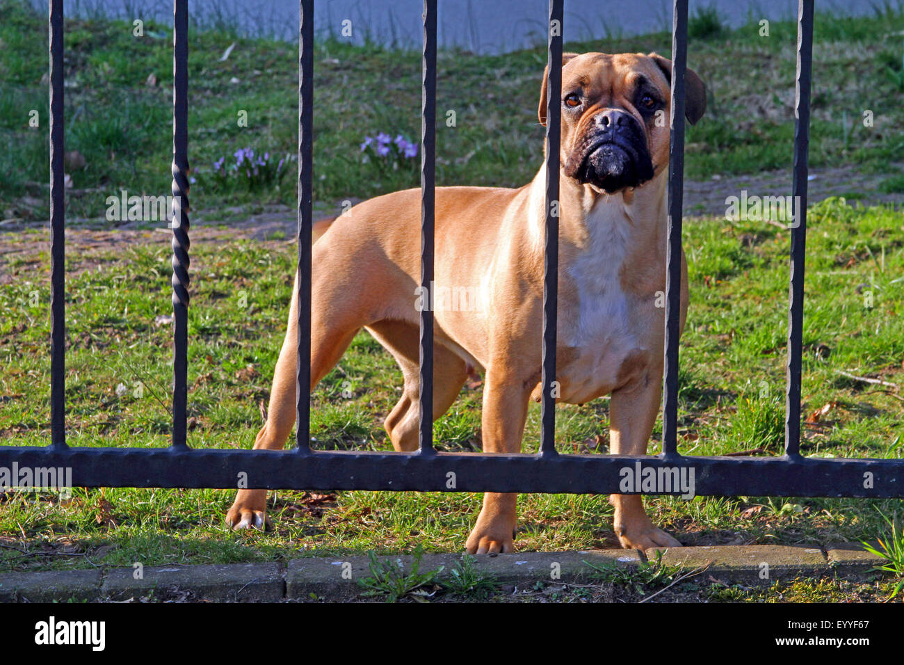 Boxer standing by iron gate hi-res stock photography and images - Alamy