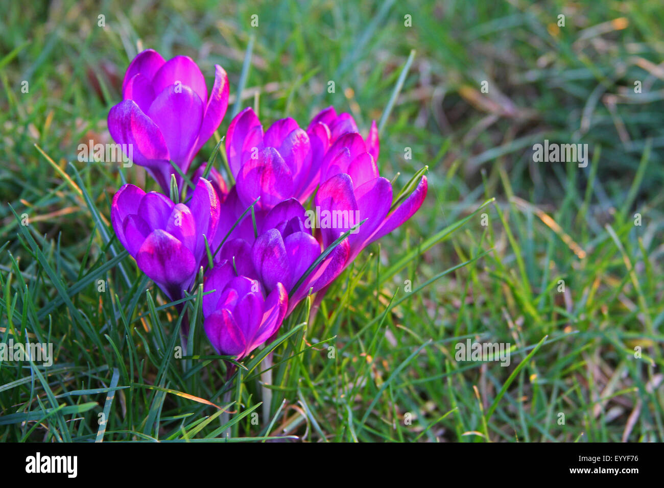 Large dutch crocus hi-res stock photography and images - Alamy