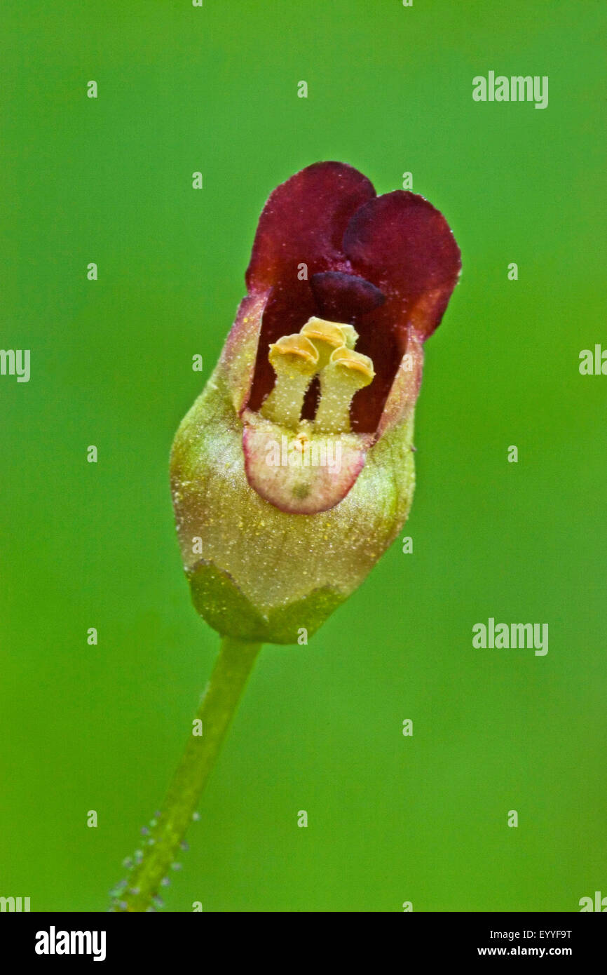 Figwort hi-res stock photography and images - Alamy