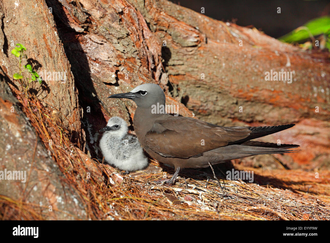 Common noddy, Brown Noddy (Anous stolidus), female with fledgling at ...