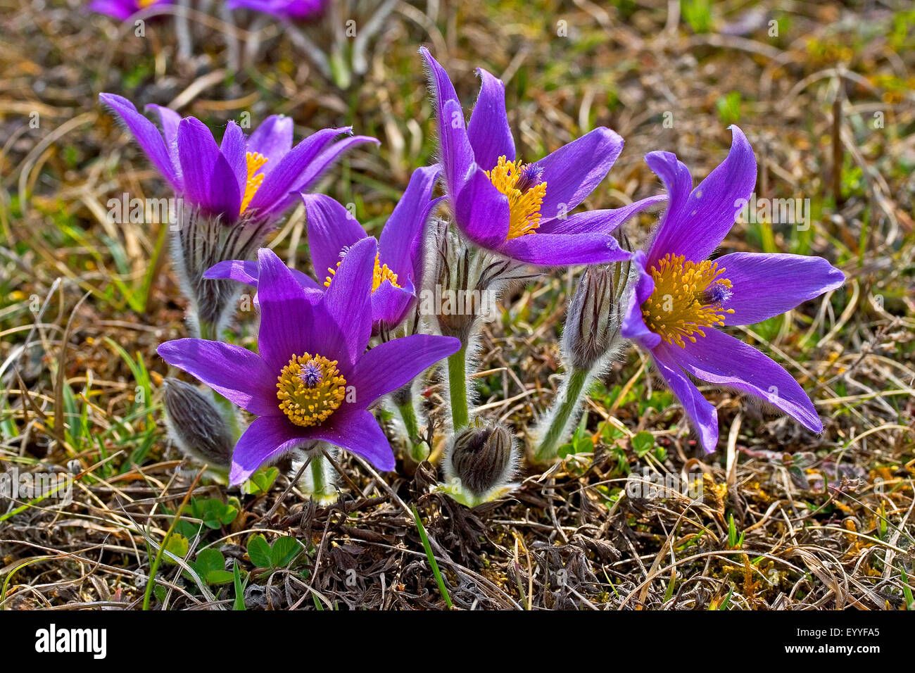 pasque flower (Pulsatilla vulgaris), flowering pasque flowers, Germany ...