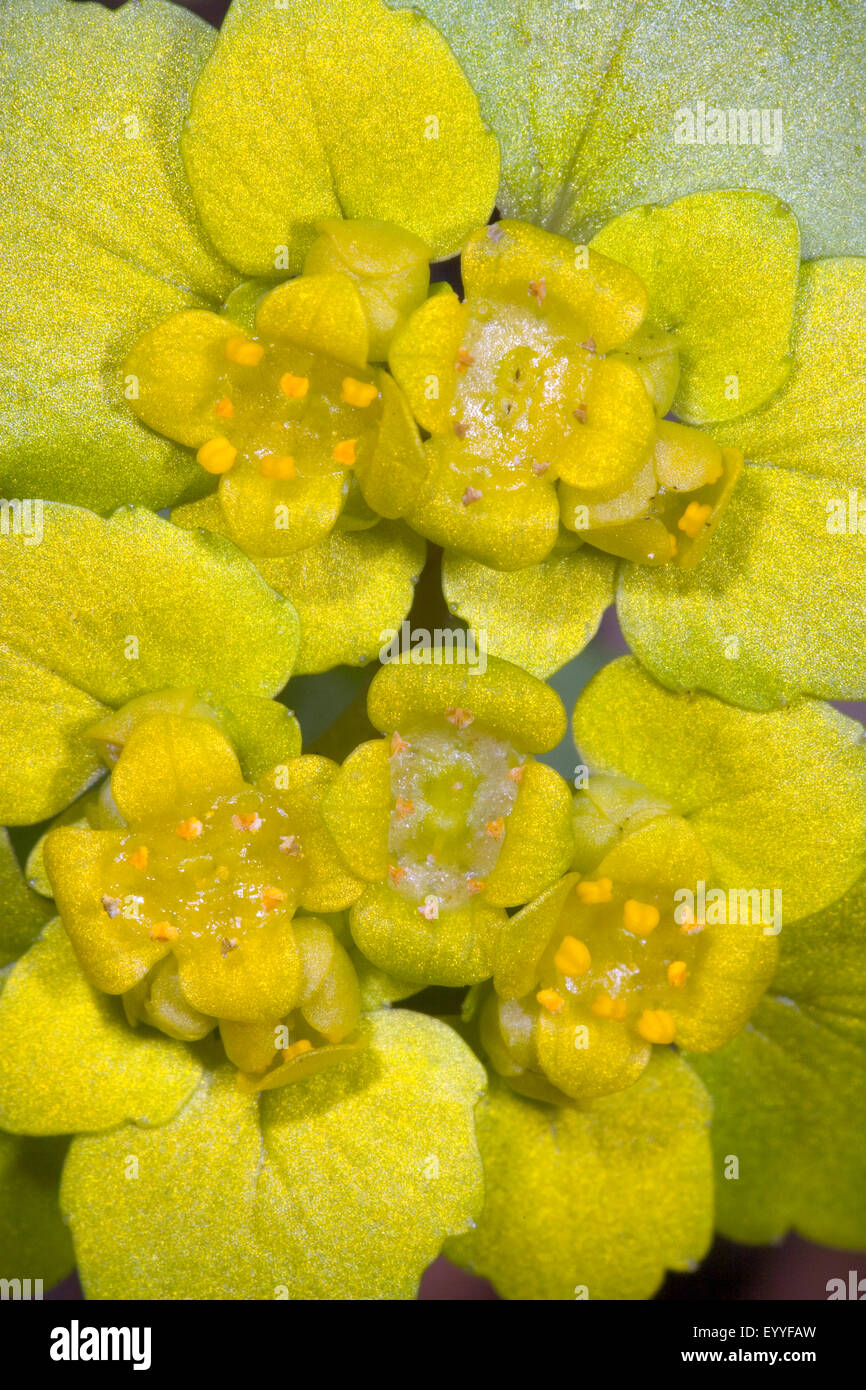 alternate-leaved golden-saxifrage (Chrysosplenium alternifolium ...