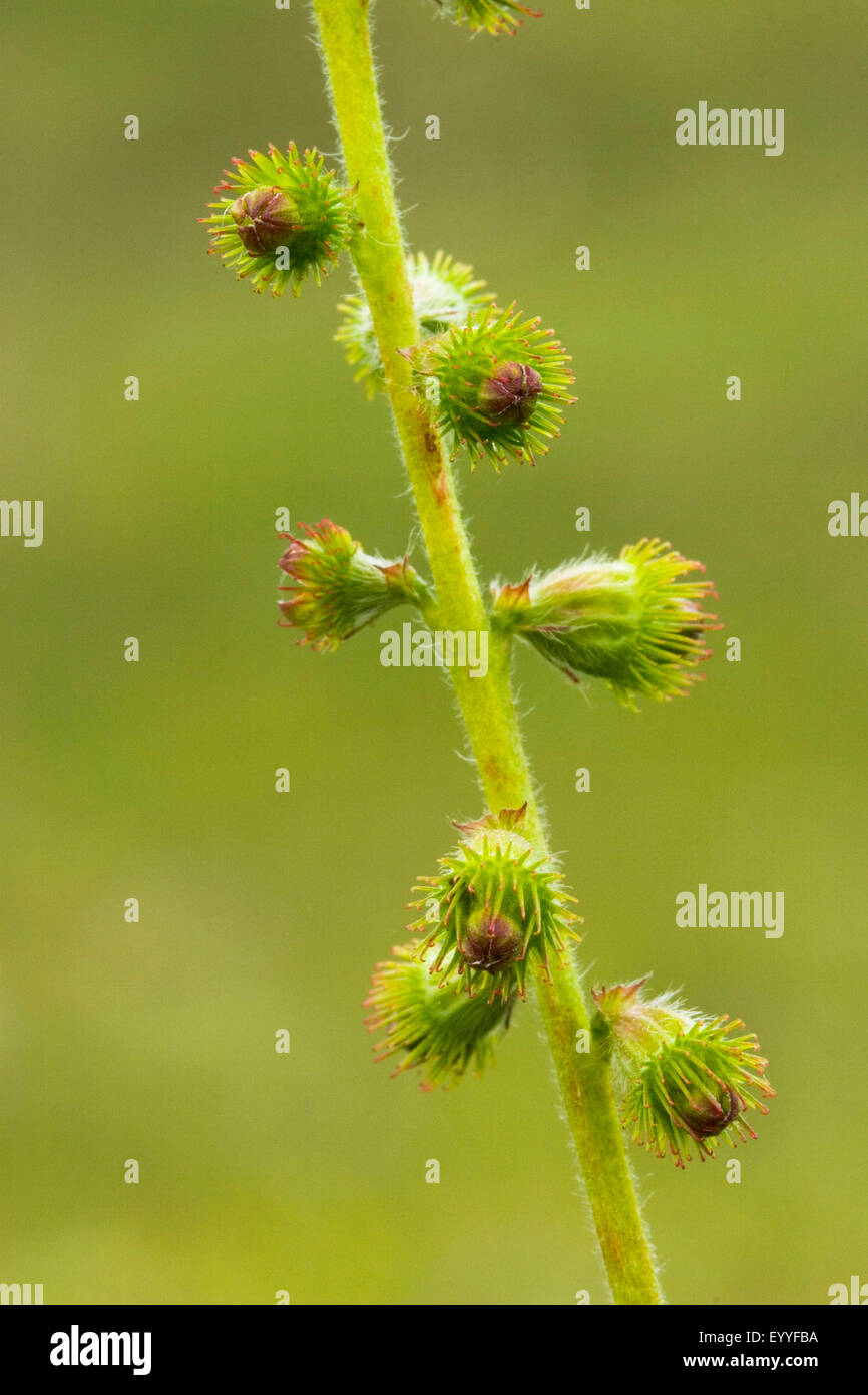 common agrimony, European groovebur (Agrimonia eupatoria), fruits ...