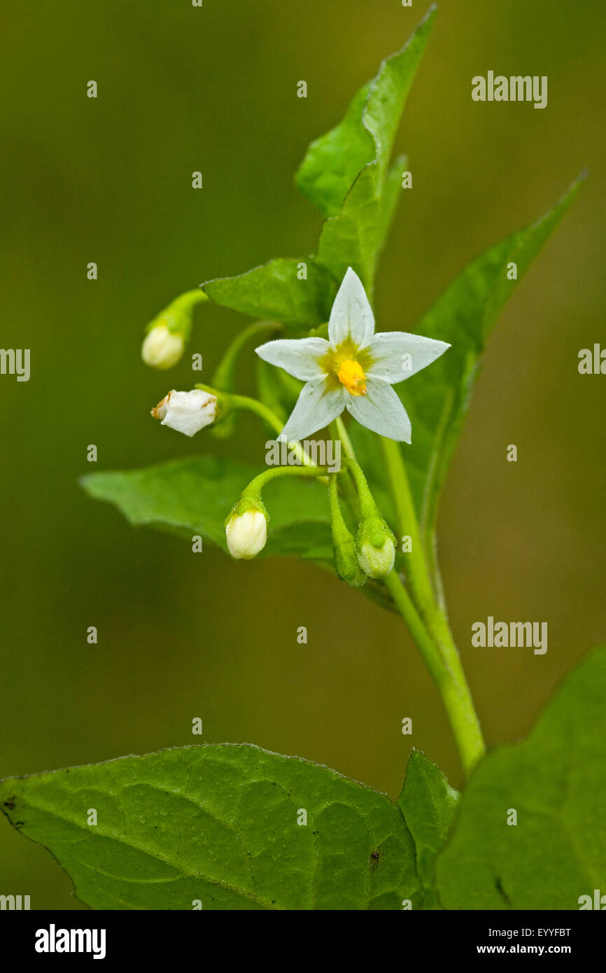 Common nightshade, Black nightshade (Solanum nigrum), inflorescence ...