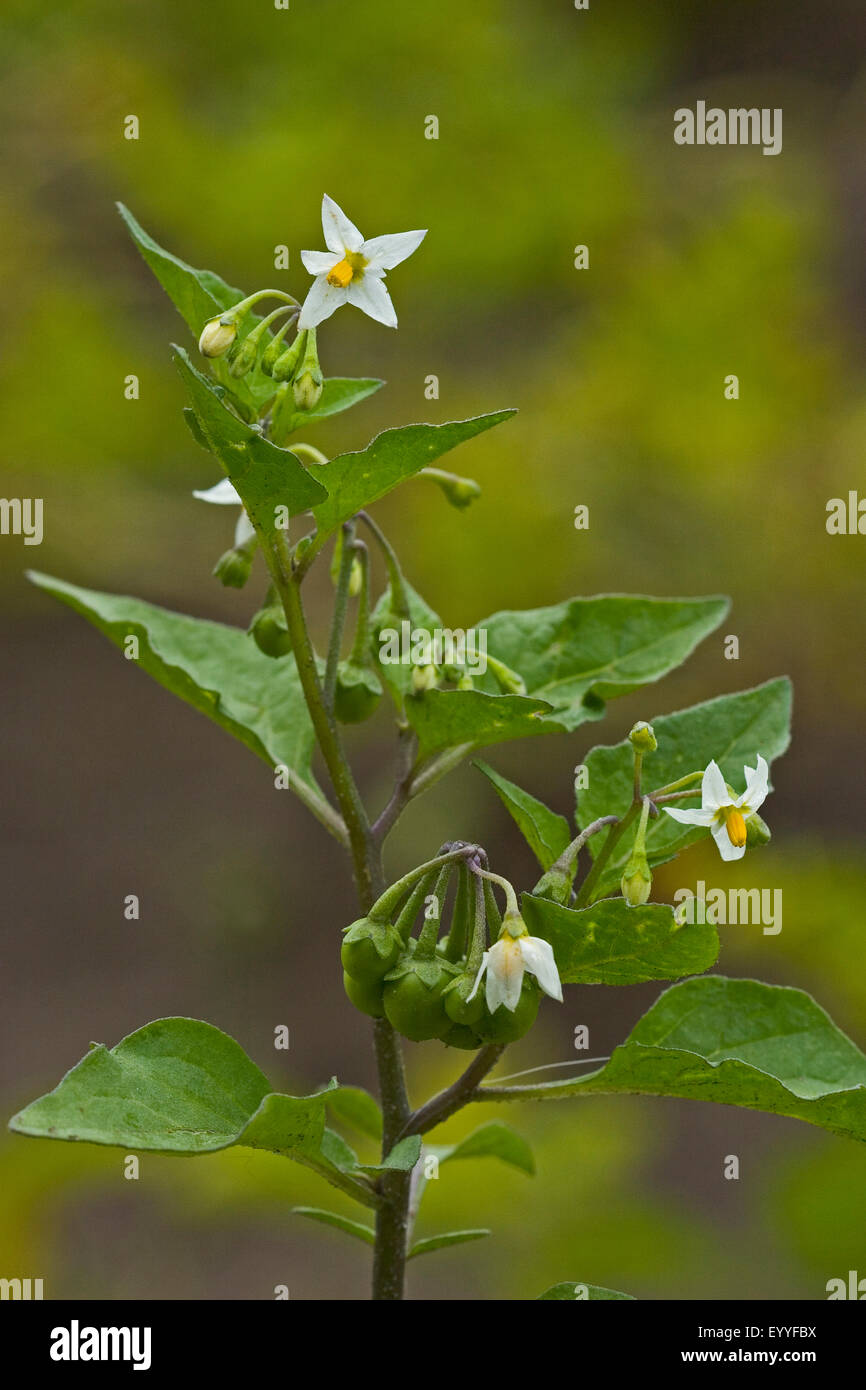 Common nightshade, Black nightshade (Solanum nigrum), inflorescence ...