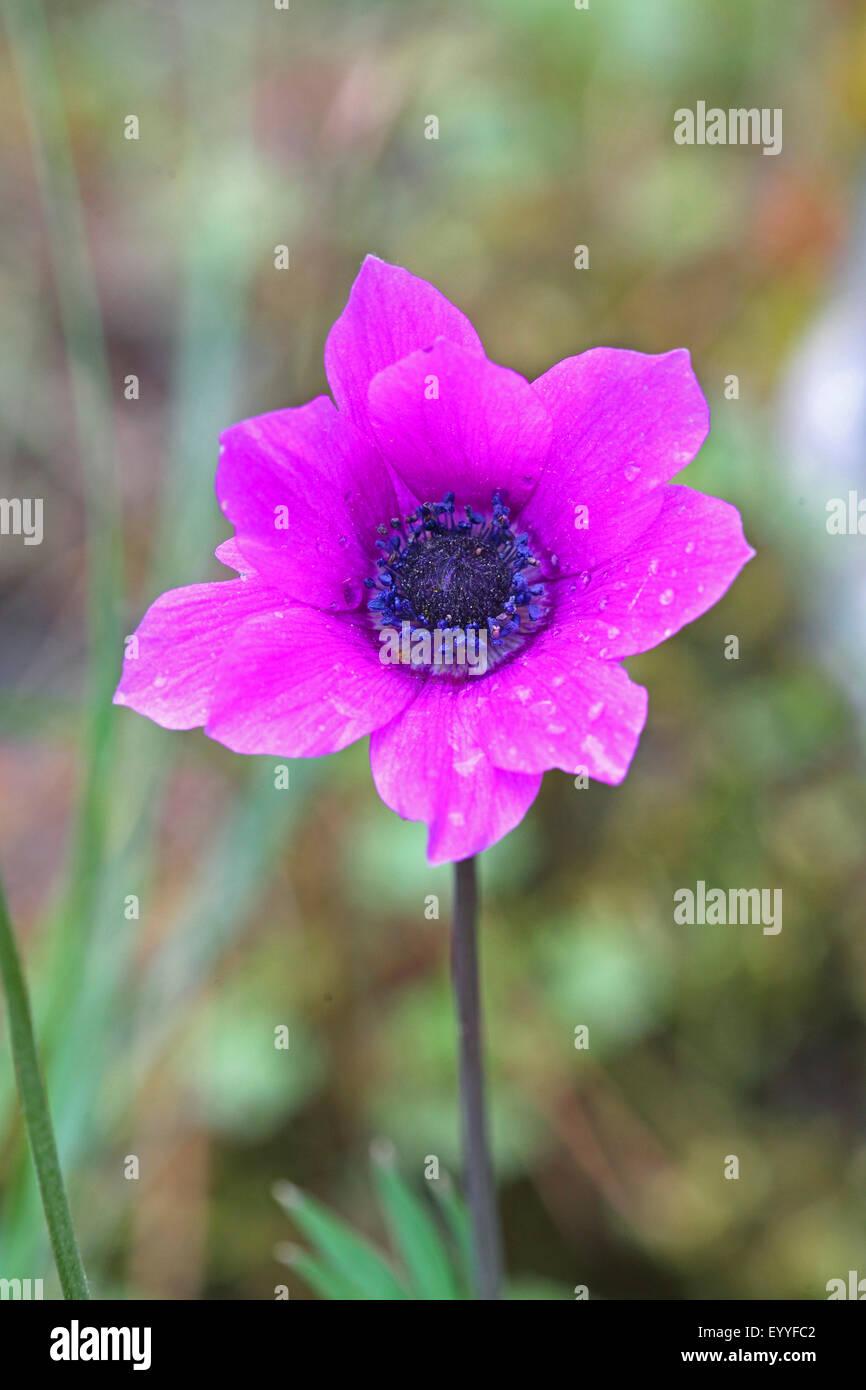 Botany ranunculaceae greek hi-res stock photography and images - Alamy