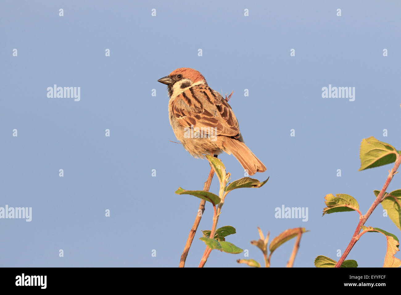 Adult Eurasian Tree Sparrow at Bempton RSPB Reserve Stock Photo - Alamy