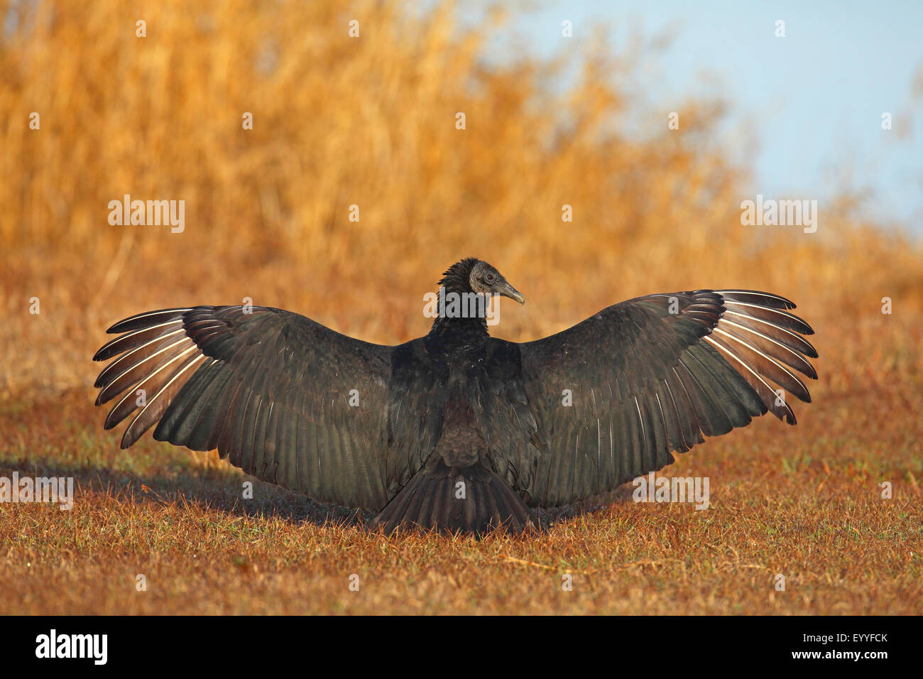 American Black Vulture
