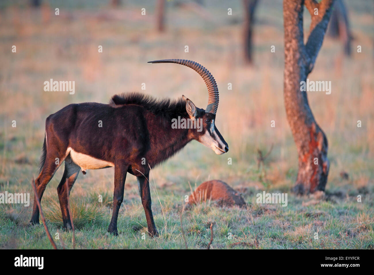 Savanna antelope hi-res stock photography and images - Alamy