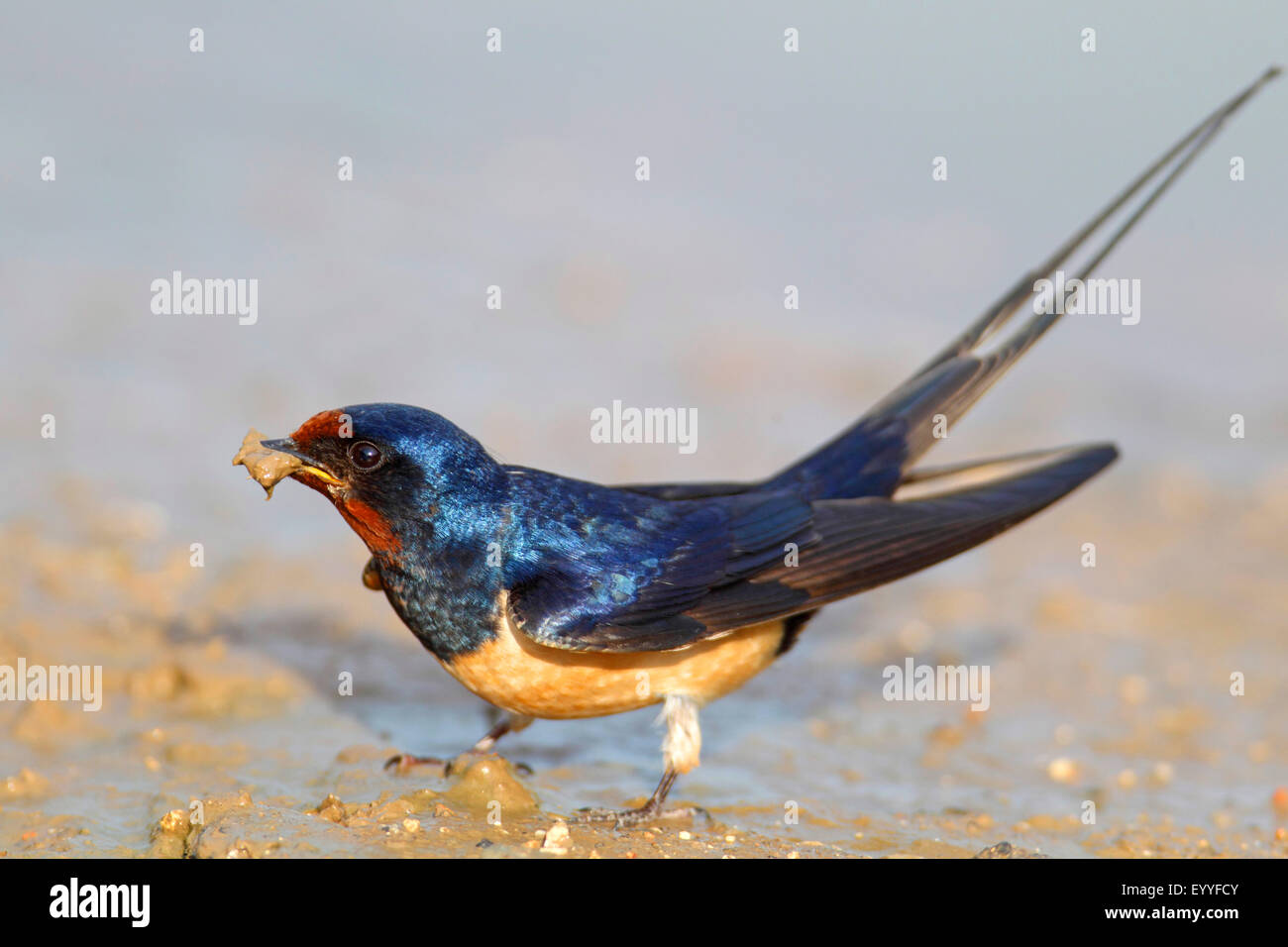 barn swallow (Hirundo rustica), male at a waterhole with nesting ...