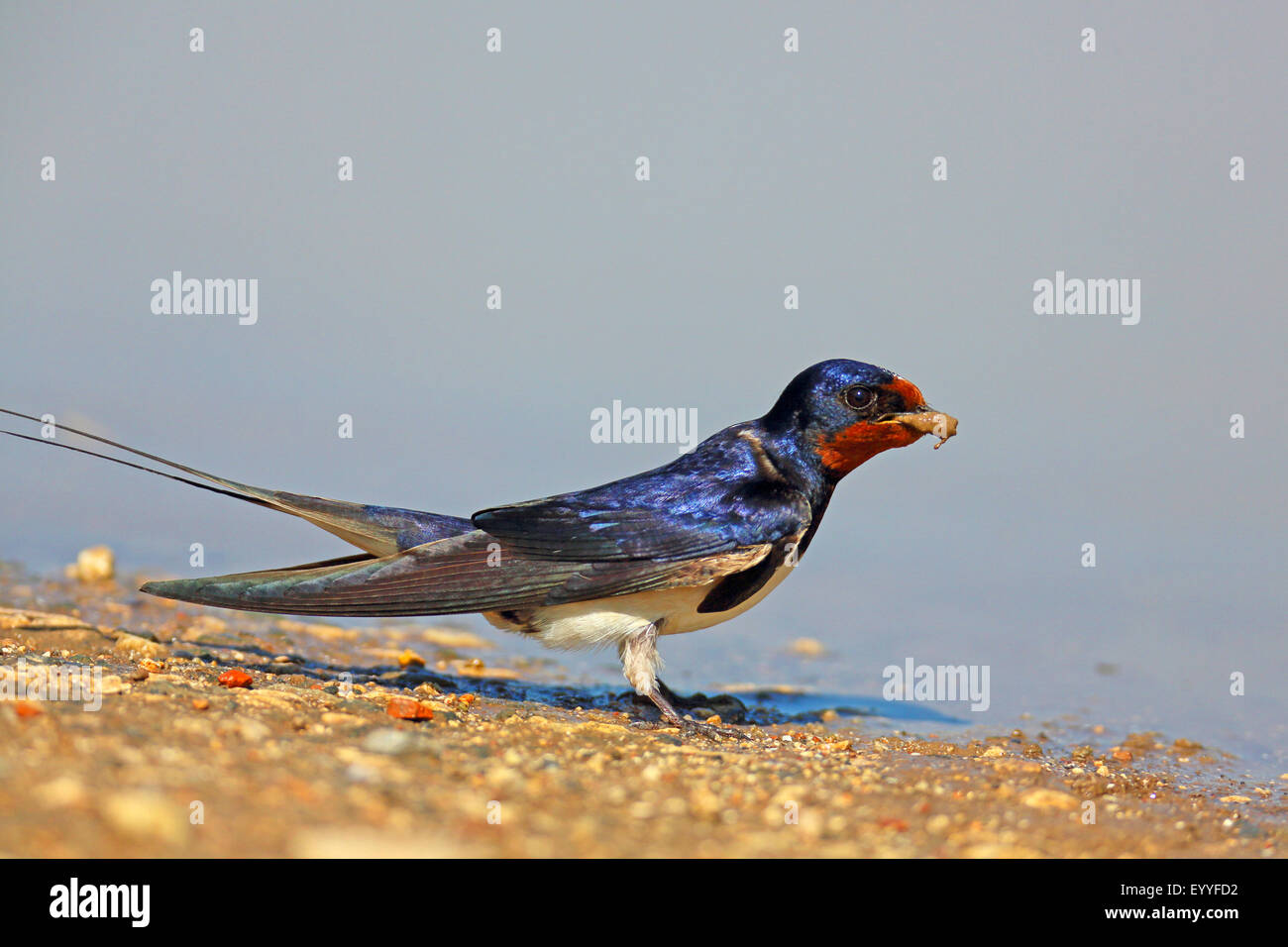 The barn swallow hi-res stock photography and images - Alamy