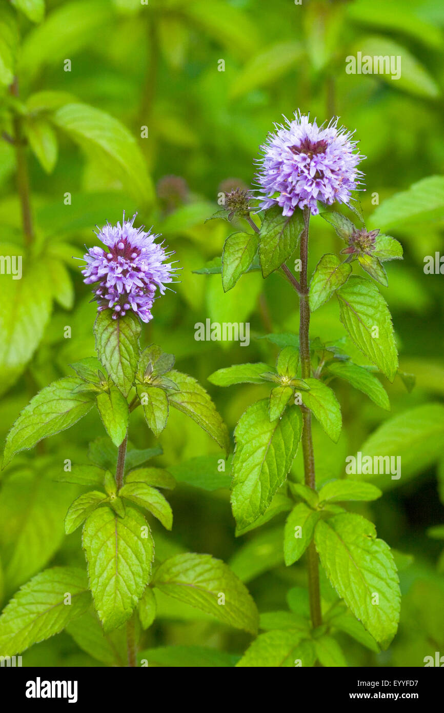 Wild water mint, Water mint, Horse mint (Mentha aquatica), two ...