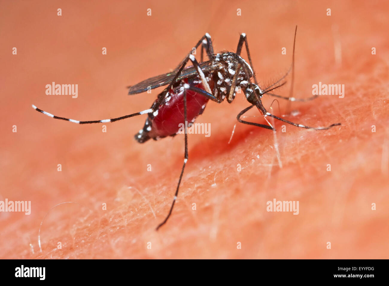 Aedes stegomyia hi-res stock photography and images - Alamy