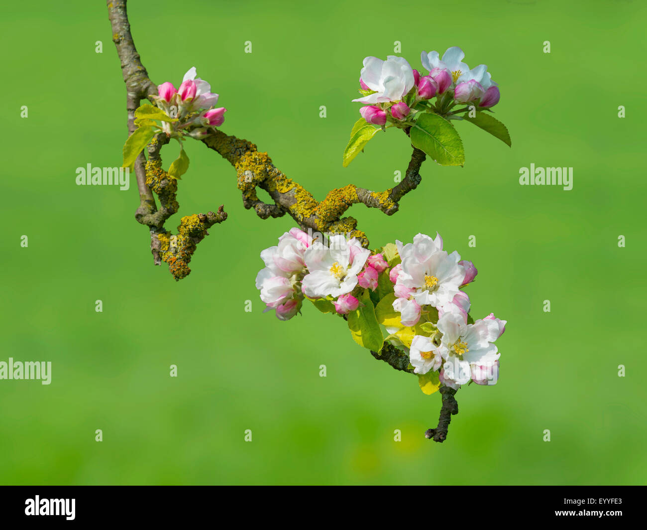 Flowering twig hi-res stock photography and images - Alamy