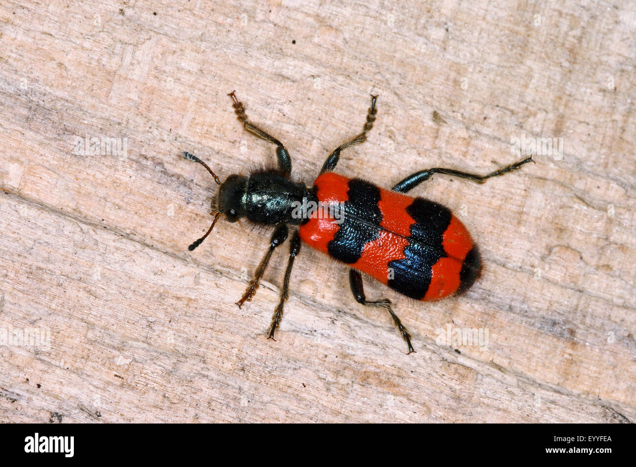bee beetle, bee wolf (Trichodes apiarius), on wood, Germany Stock Photo ...