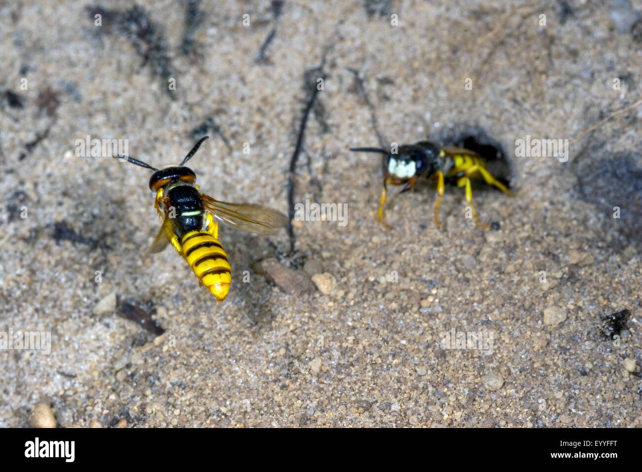 Bee-killer wasp, Bee-killer (Philanthus triangulum, Philanthus apivorus ...