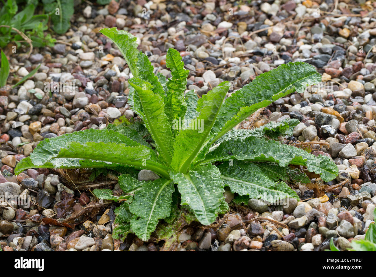 Wild teasel, Fuller's teasel, Common teasel, Common teazle (Dipsacus ...