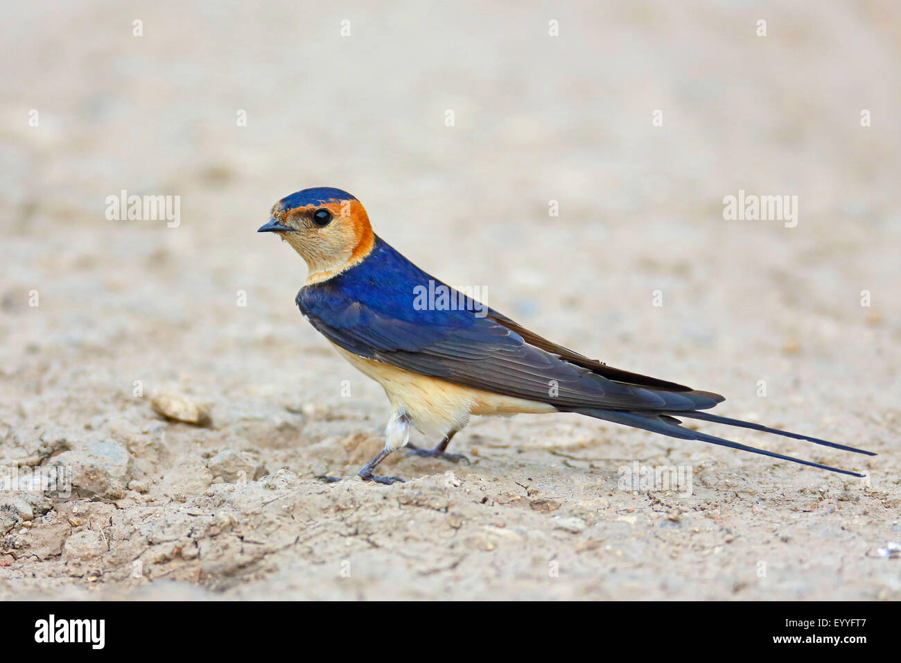 red-rumped swallow (Hirundo daurica), stands on the ground, Bulgaria ...