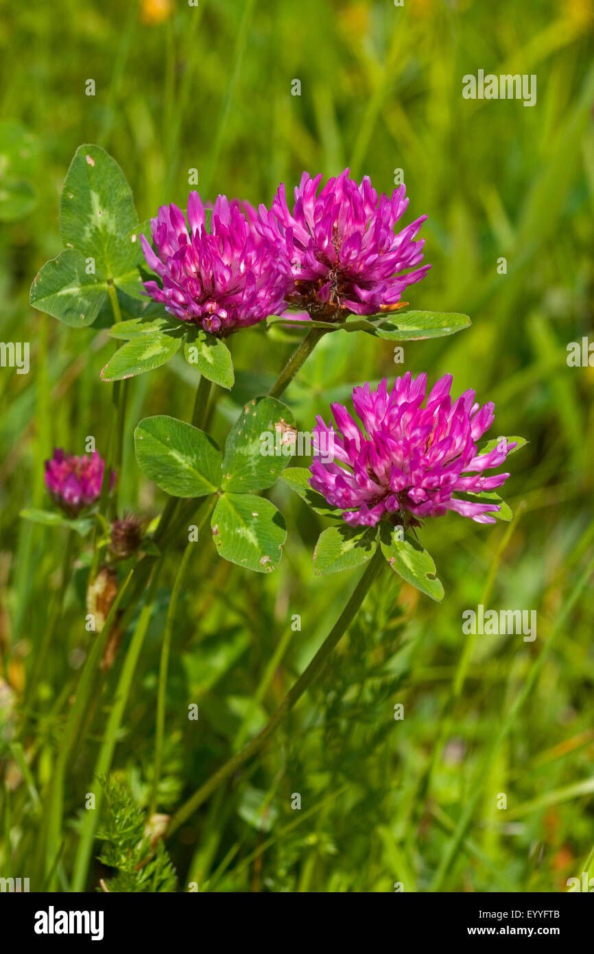 Purple flowering clover hi-res stock photography and images - Alamy