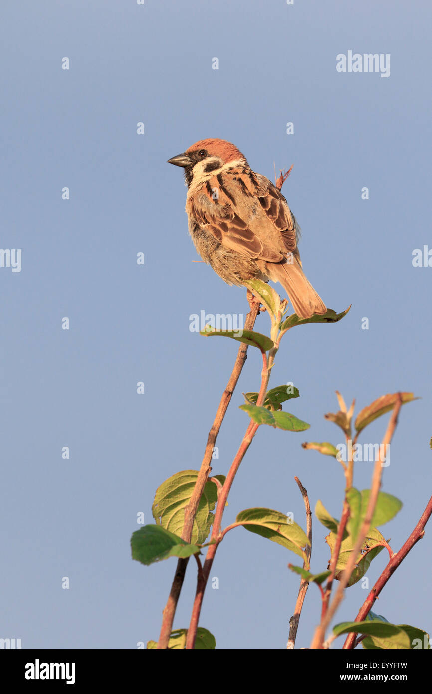 Adult tree sparrow hi-res stock photography and images - Alamy