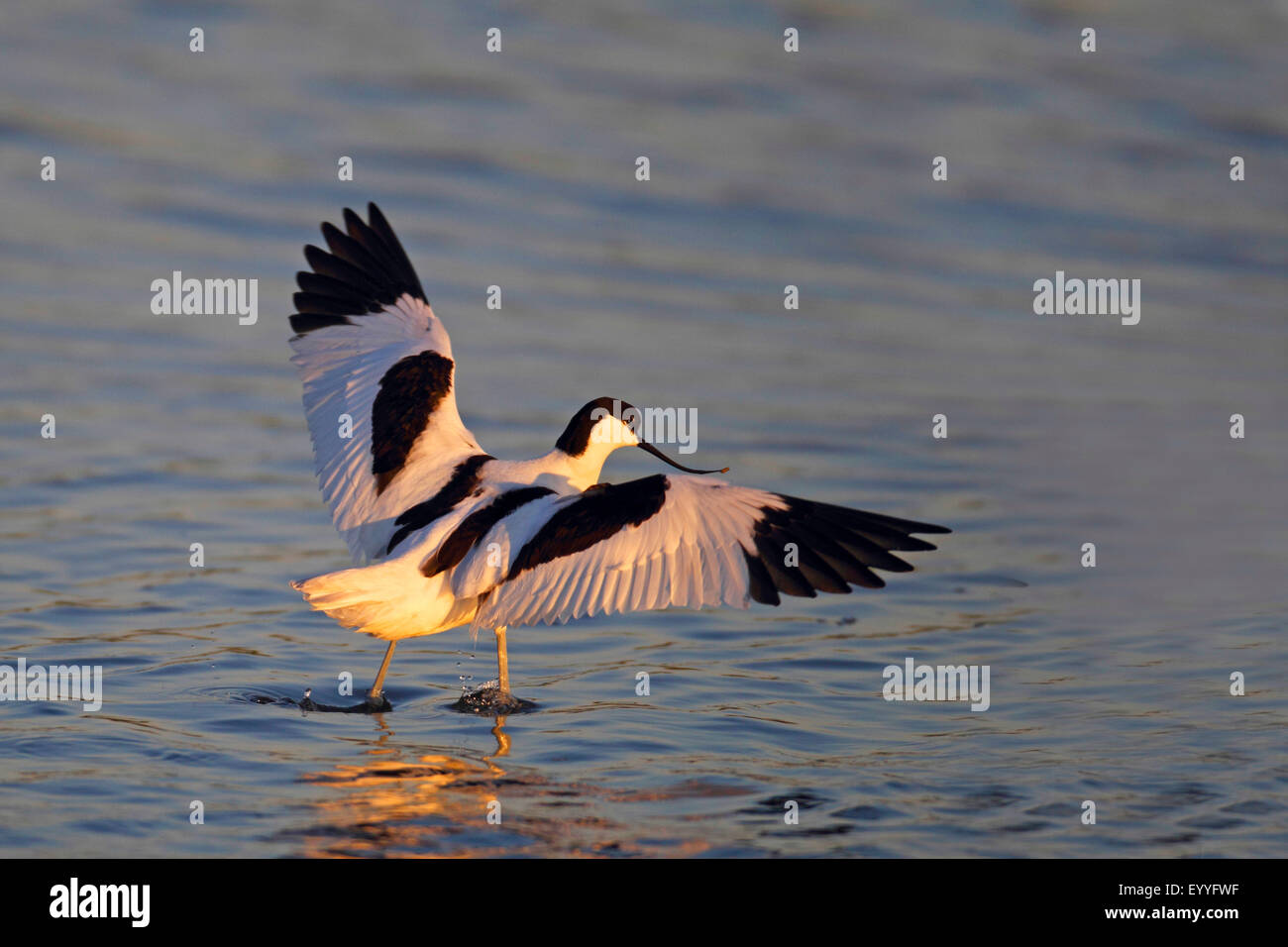 pied avocet (Recurvirostra avosetta), landing in the water, Greece ...