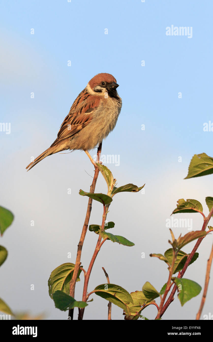 Adult Eurasian Tree Sparrow at Bempton RSPB Reserve Stock Photo - Alamy