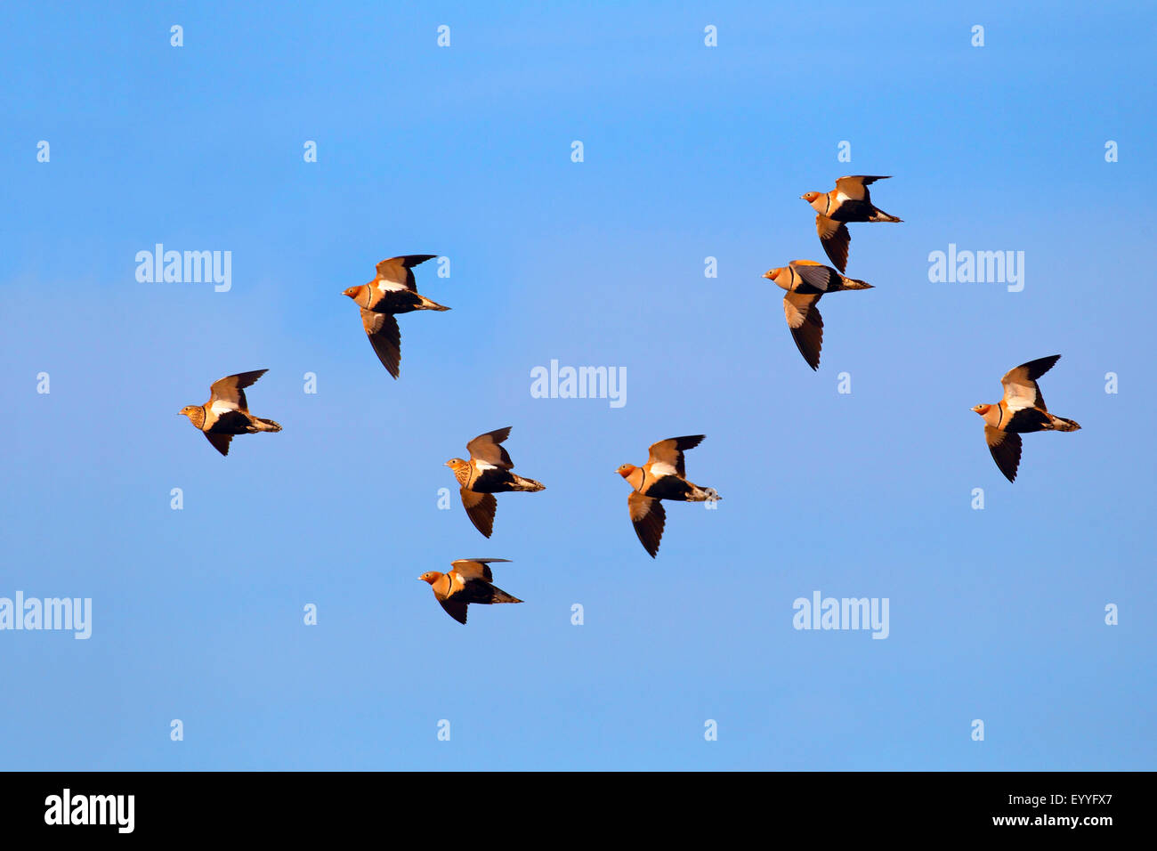 black-bellied sandgrouse (Pterocles orientalis), flying flock, Canary ...