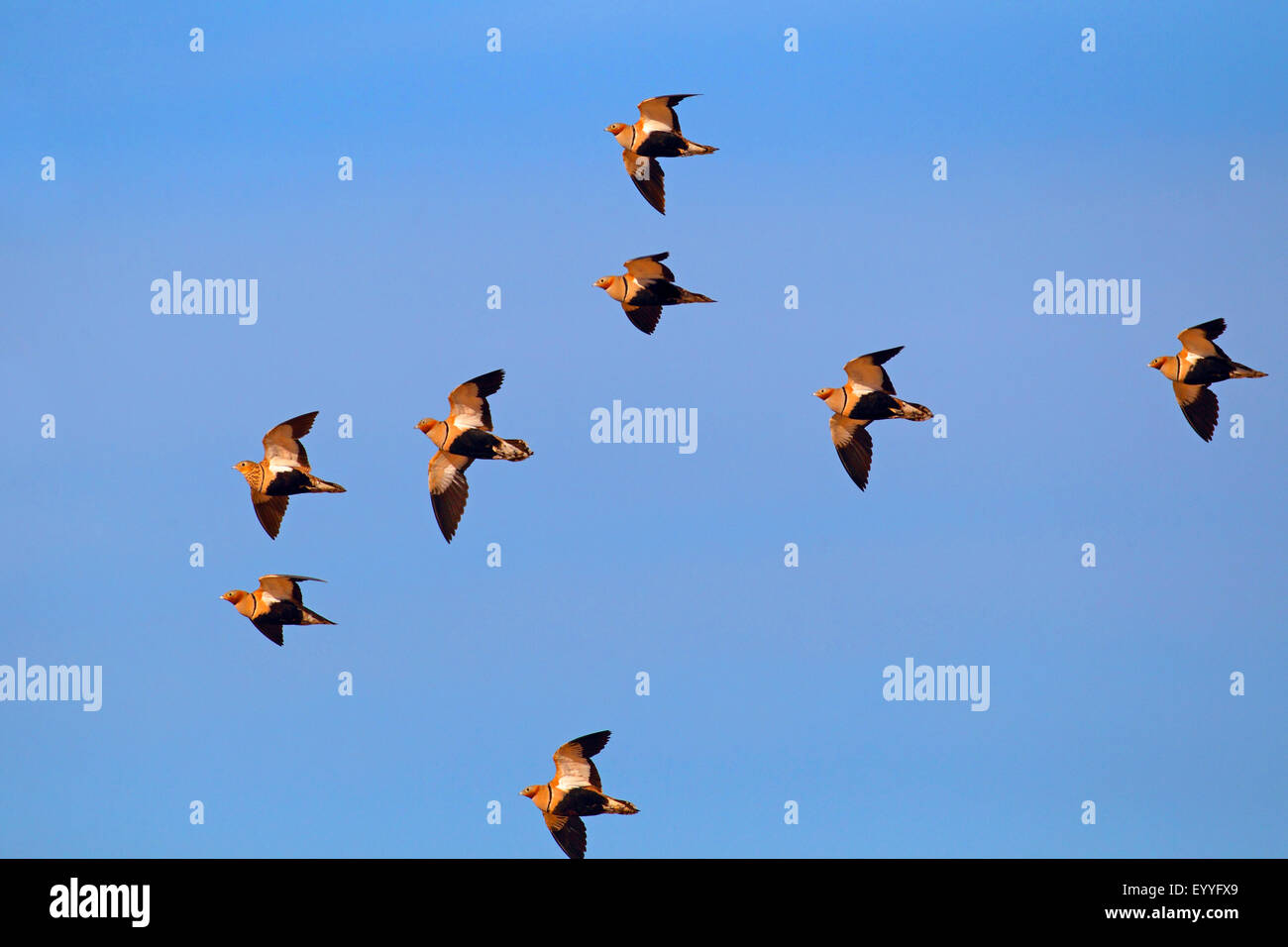 black-bellied sandgrouse (Pterocles orientalis), flying flock, Canary ...