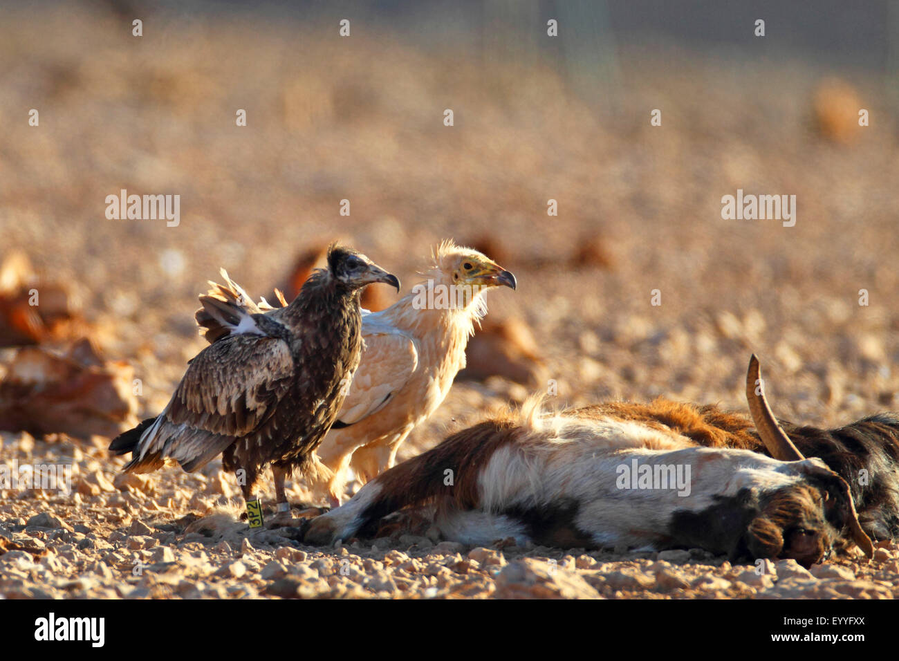 Dead goat hi-res stock photography and images - Alamy