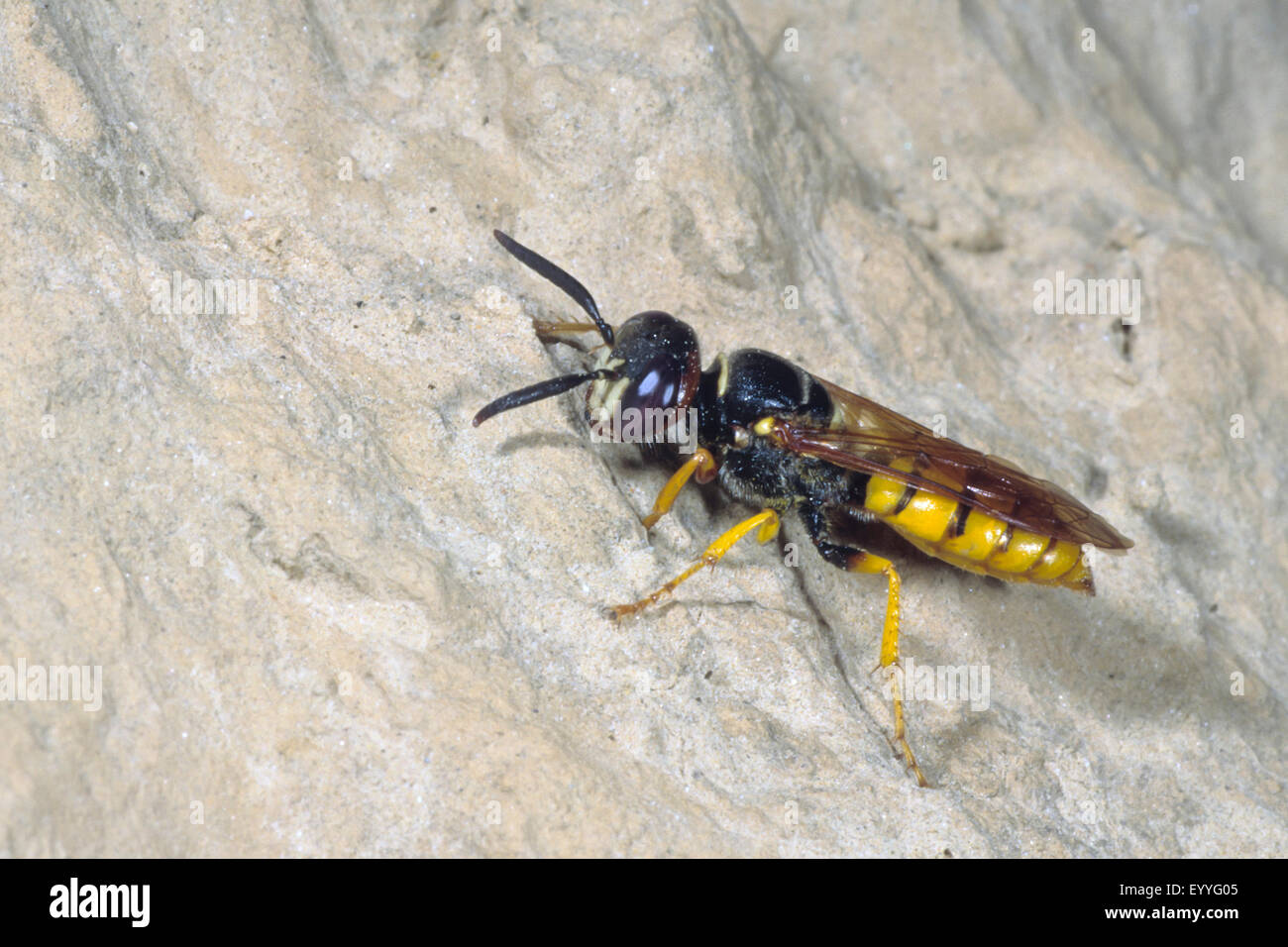 Bee-killer wasp, Bee-killer (Philanthus triangulum, Philanthus apivorus ...