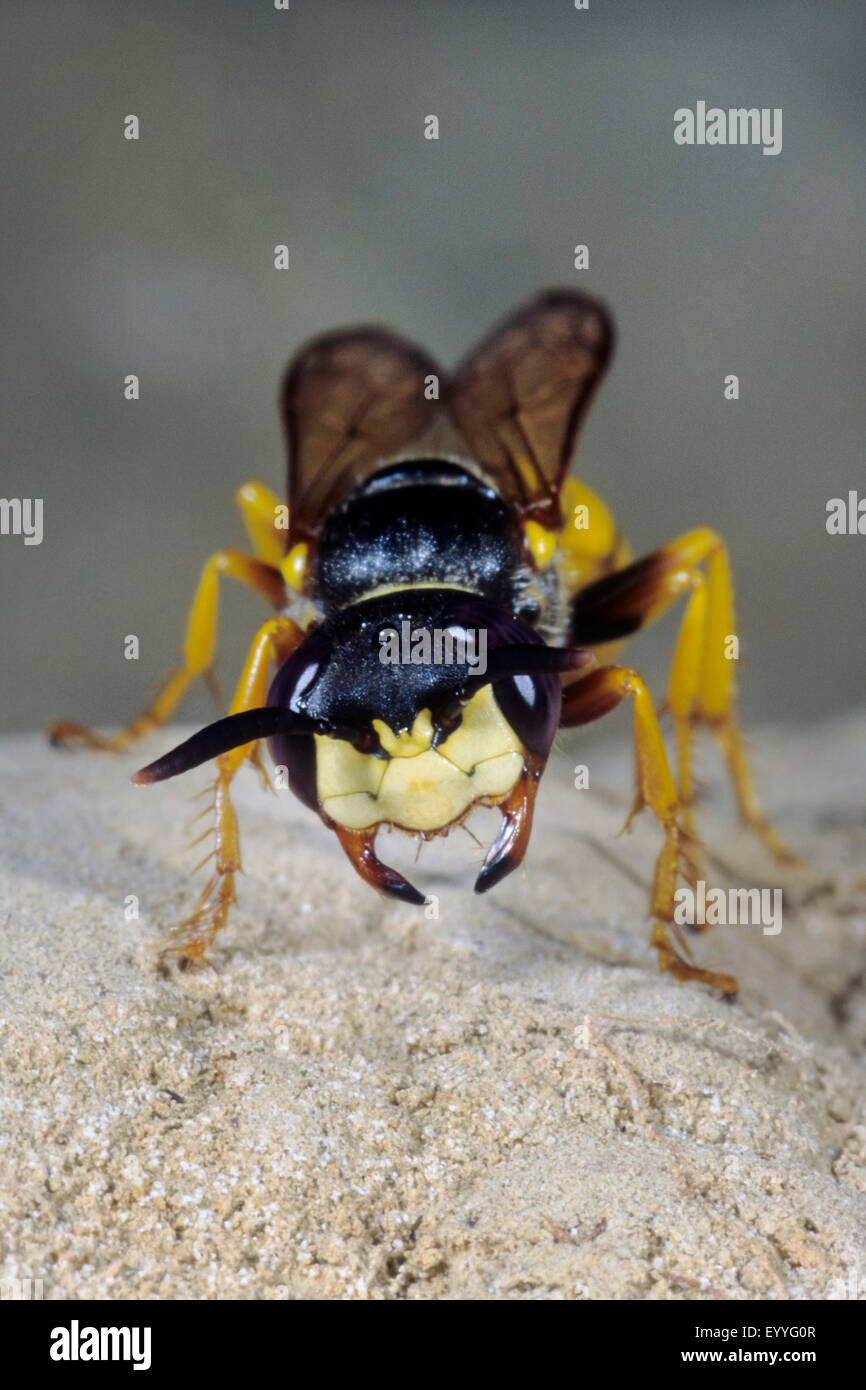 Bee-killer wasp, Bee-killer (Philanthus triangulum, Philanthus apivorus ...