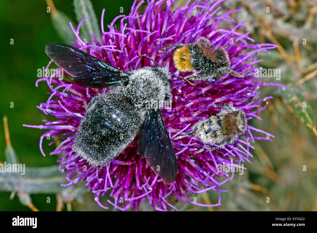 Violet carpenter bee (Xylocopa violacea), on a flower, Germany Stock ...