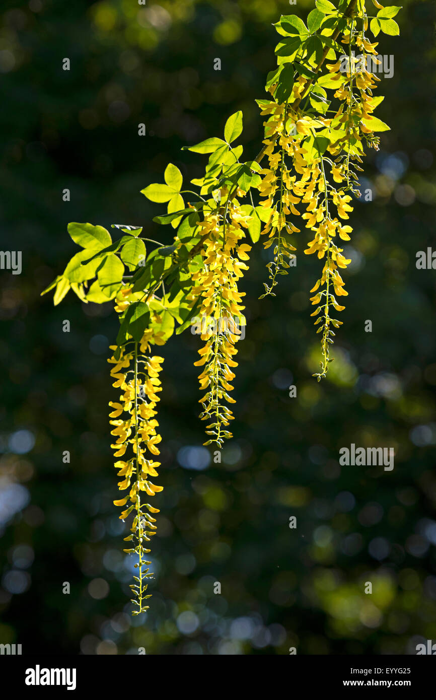 common laburnum (Laburnum anagyroides), flowers of common laburnum in ...