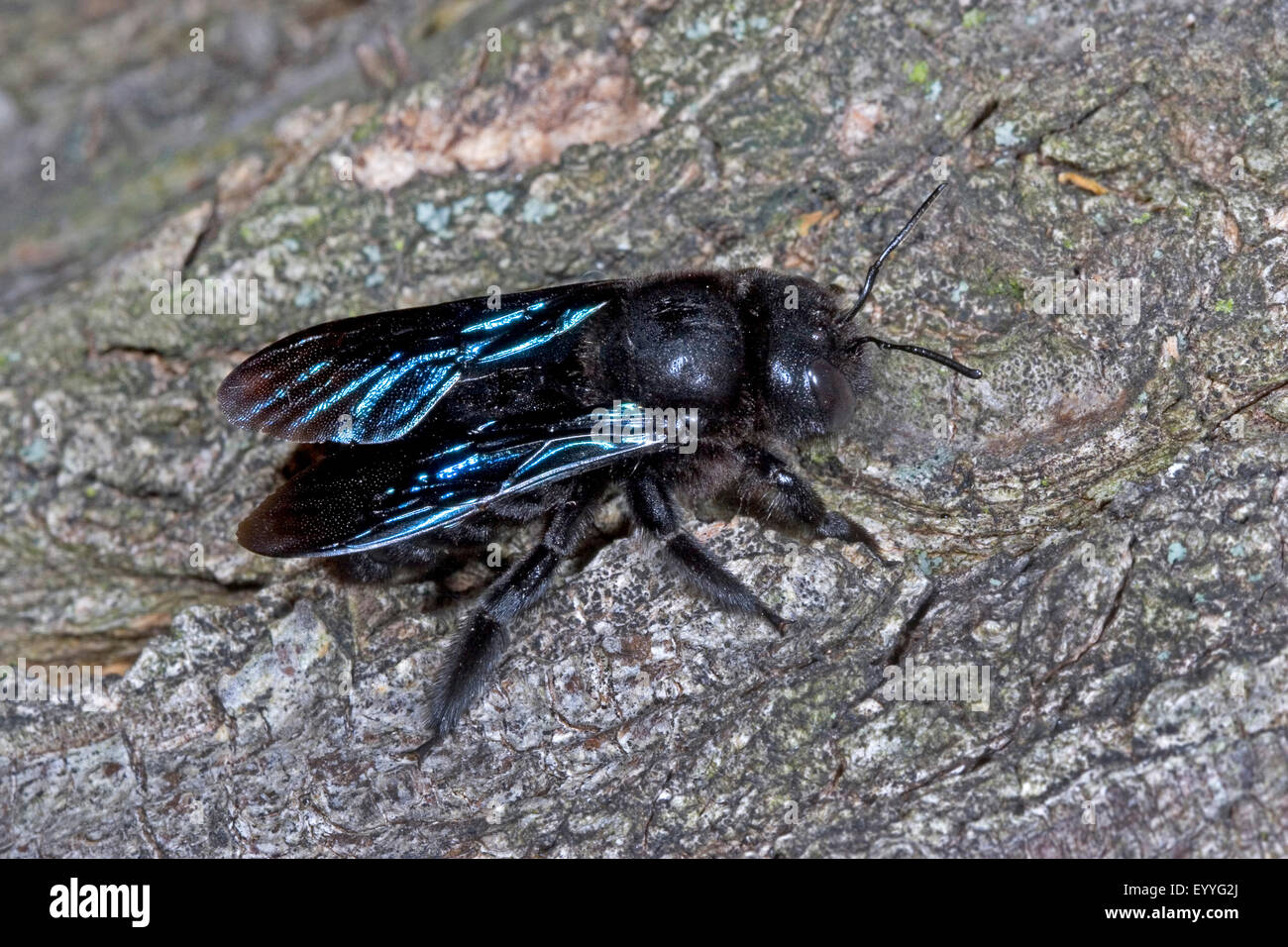 Violet carpenter bee (Xylocopa violacea), on bark, Germany Stock Photo ...