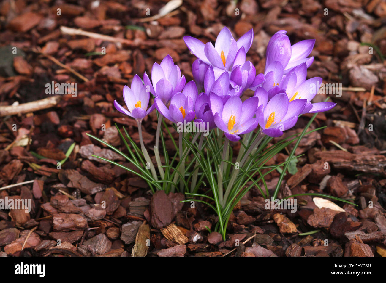Early Crocus (Crocus tommasinianus), several flowering crocuses in a ...
