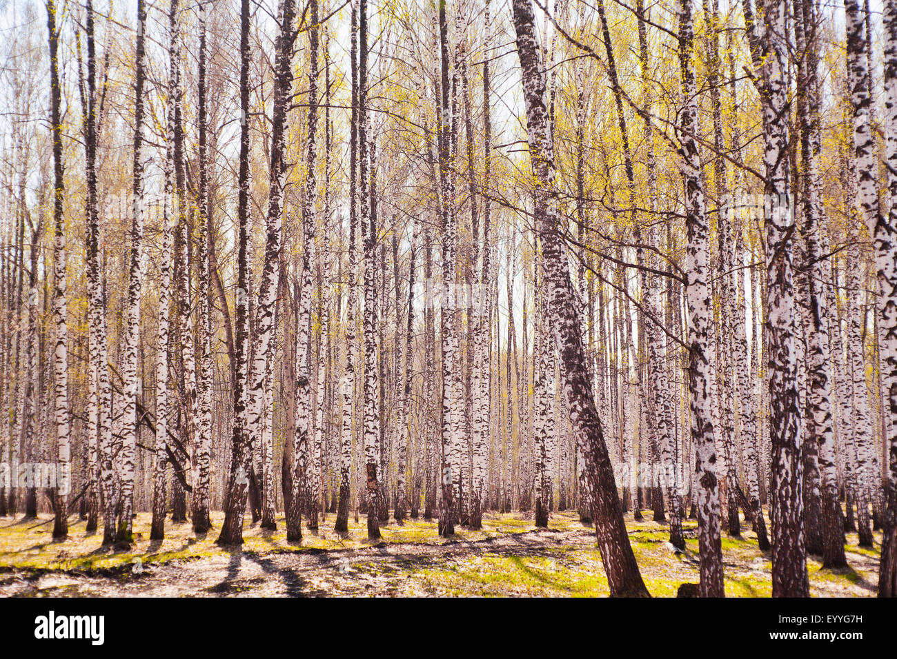 Trees growing along path Stock Photo - Alamy