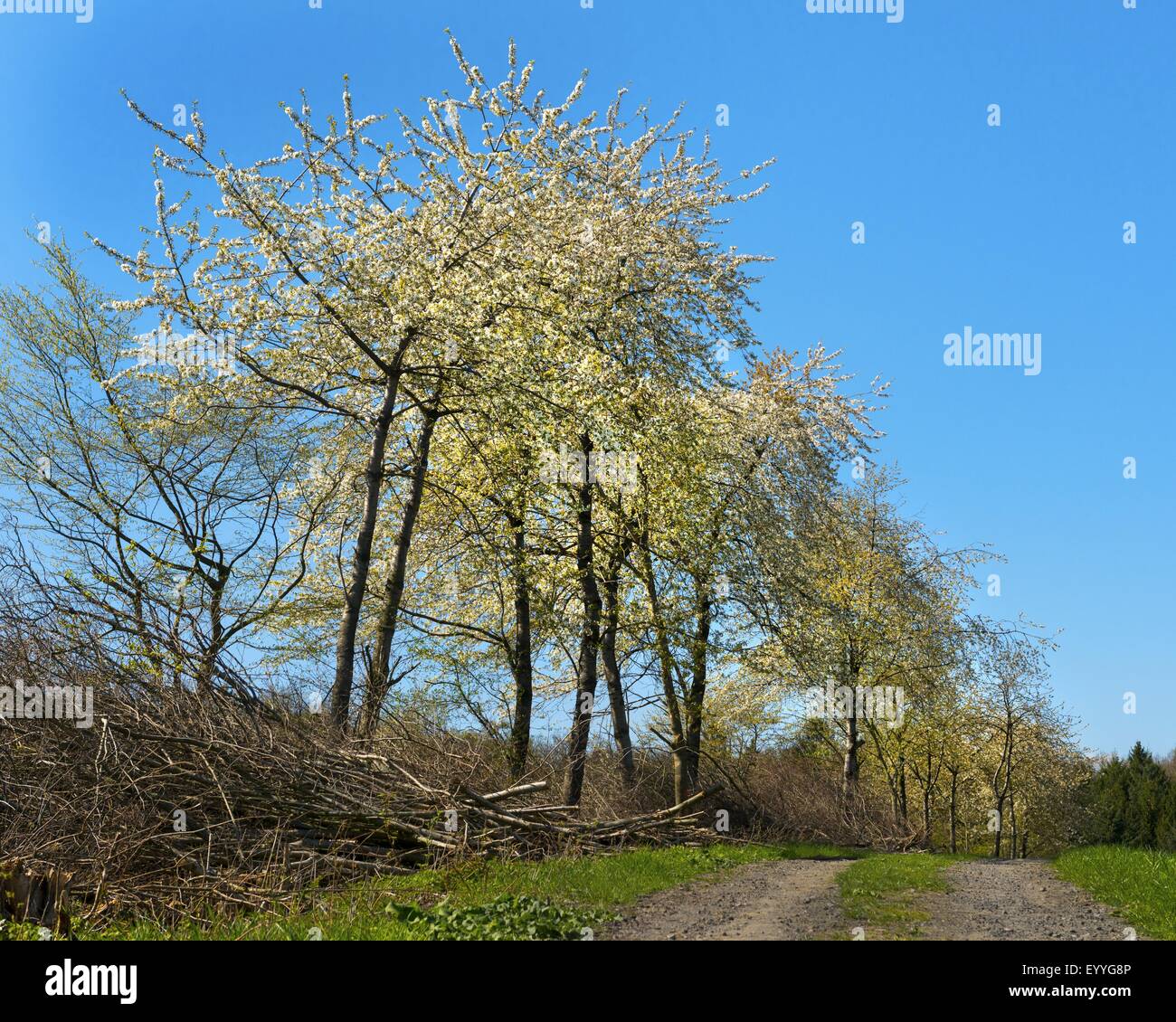 Cherry tree, Sweet cherry (Prunus avium), flowering cherry trees along ...