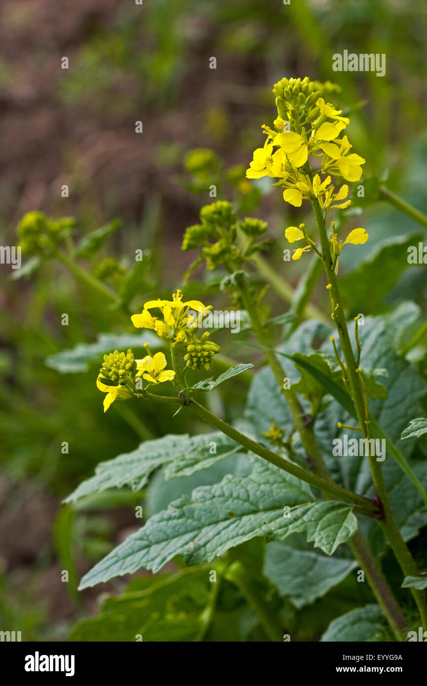 Charlock mustard hi-res stock photography and images - Alamy