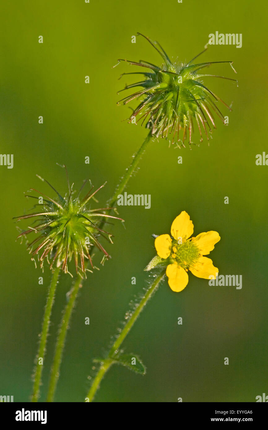 common avens, wood avens, clover-root (Geum urbanum), with flowers and ...