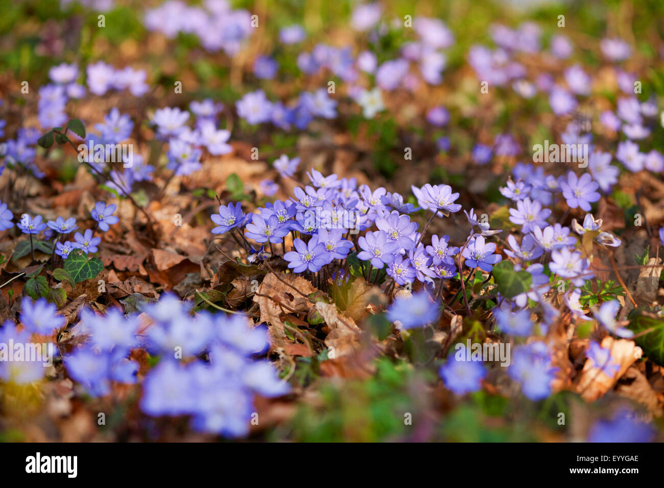 Hepatica liverleaf, American liverwort (Hepatica nobilis, Anemone ...