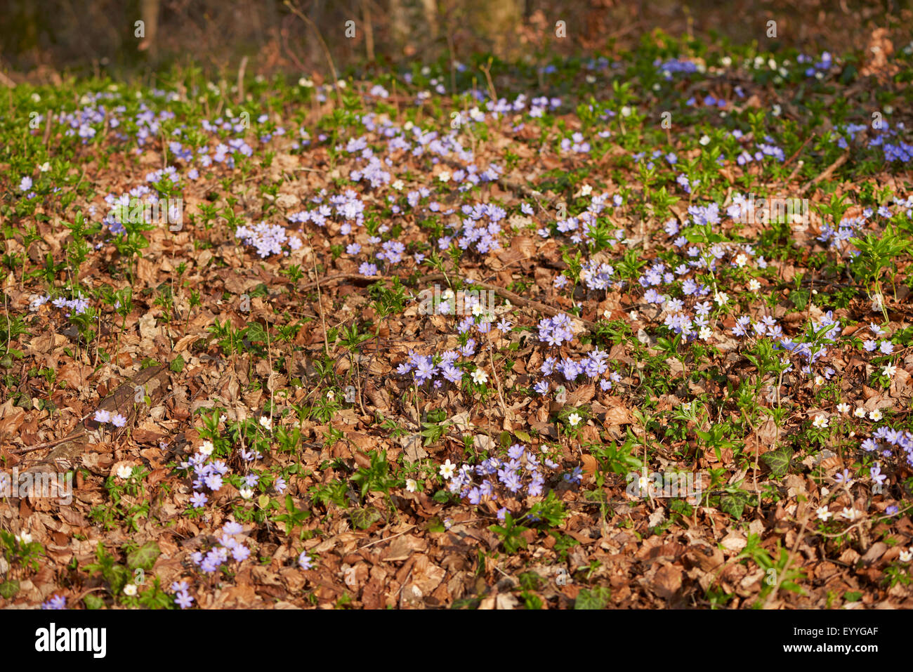 Hepatica liverleaf, American liverwort (Hepatica nobilis, Anemone ...