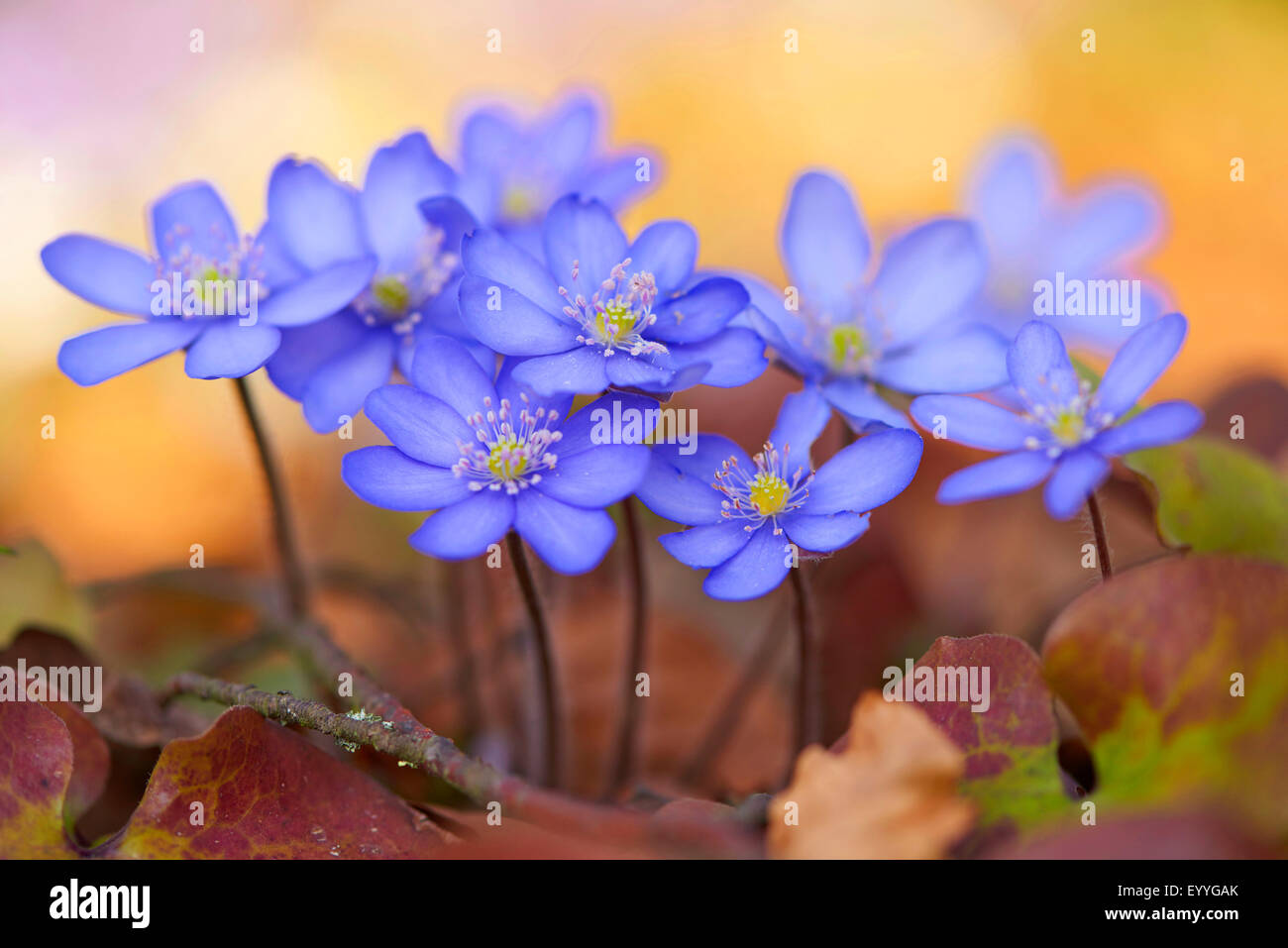 Hepatica liverleaf, American liverwort (Hepatica nobilis, Anemone ...