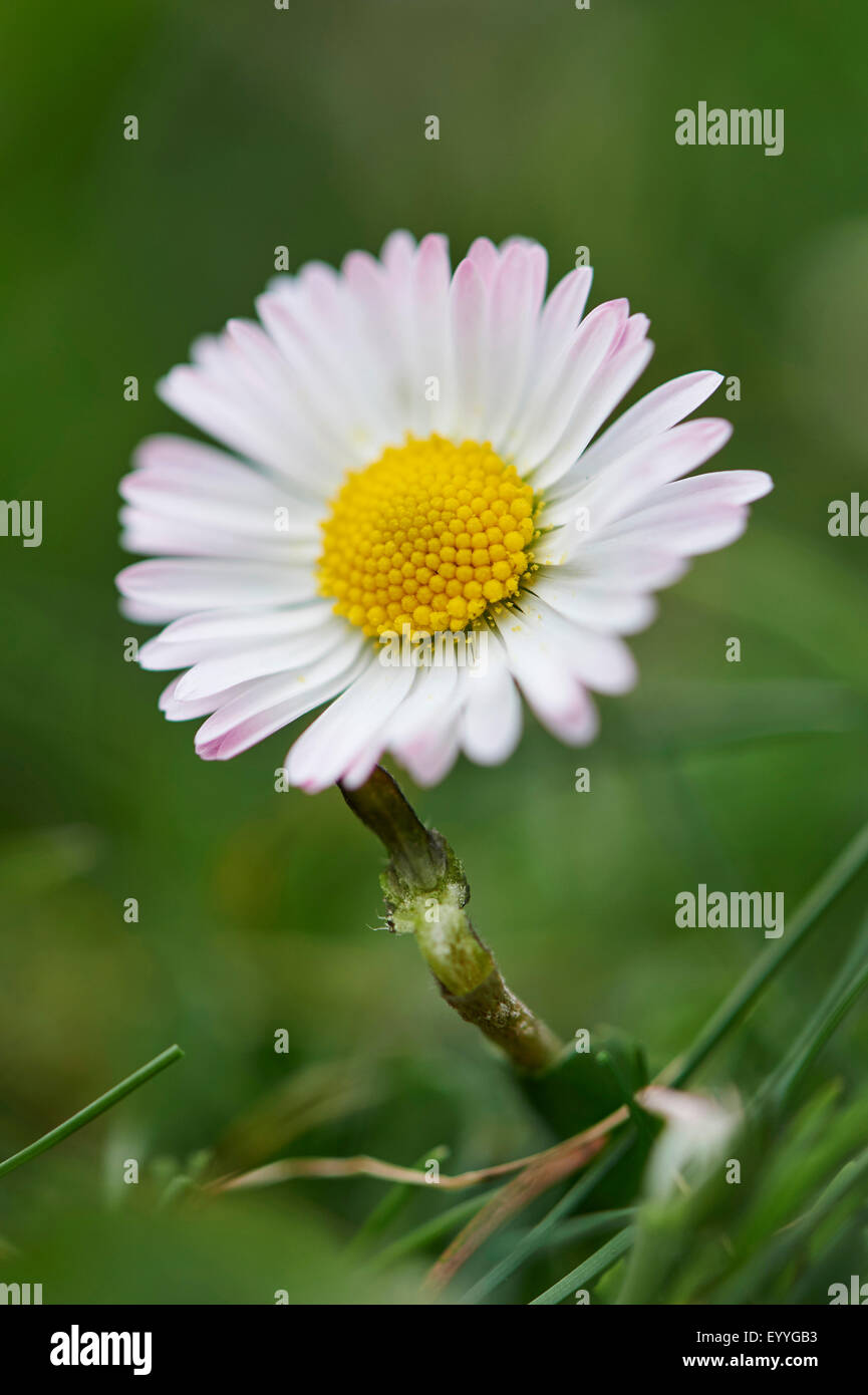 common daisy, lawn daisy, English daisy (Bellis perennis), flower ...