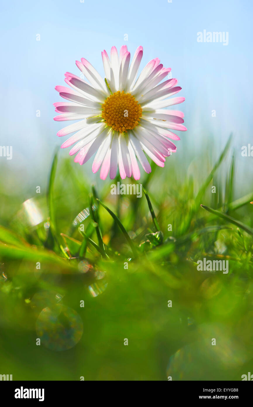 common daisy, lawn daisy, English daisy (Bellis perennis), flower ...