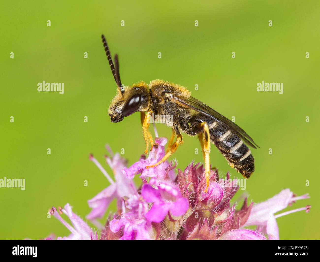 Halictus langobardicus hi-res stock photography and images - Alamy