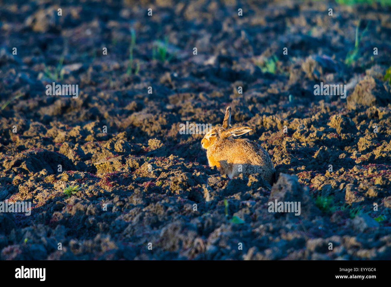 Hare face hi-res stock photography and images - Alamy