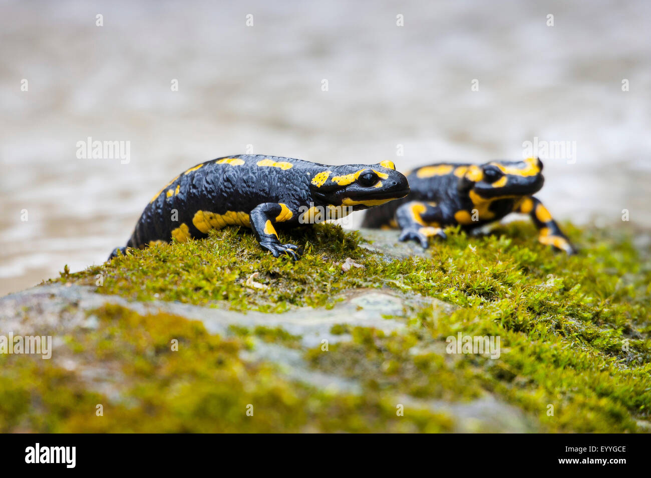 European fire salamander (Salamandra salamandra), two European fire ...