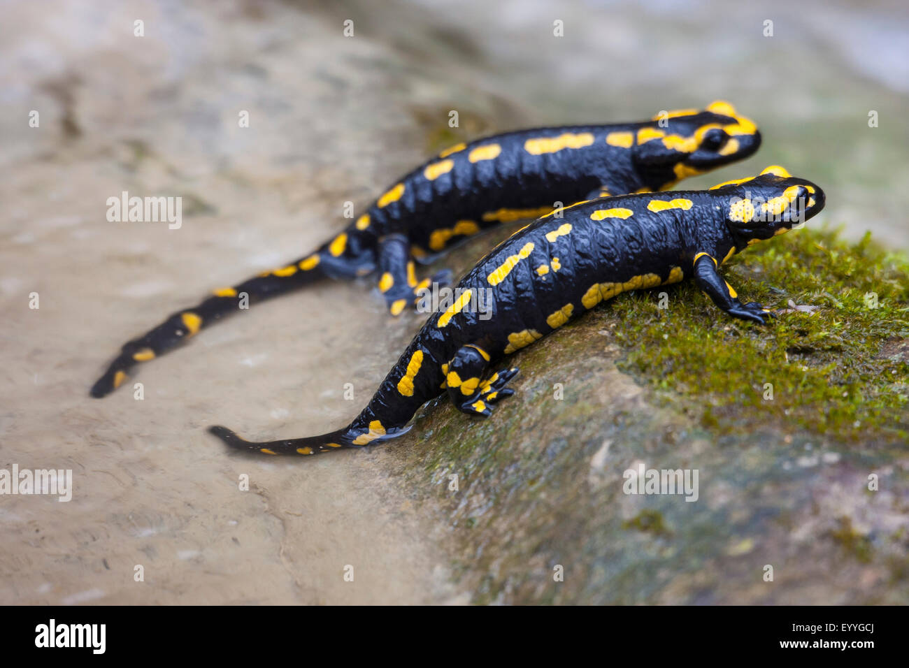 European fire salamander (Salamandra salamandra), two European fire salamanders on the way to ...