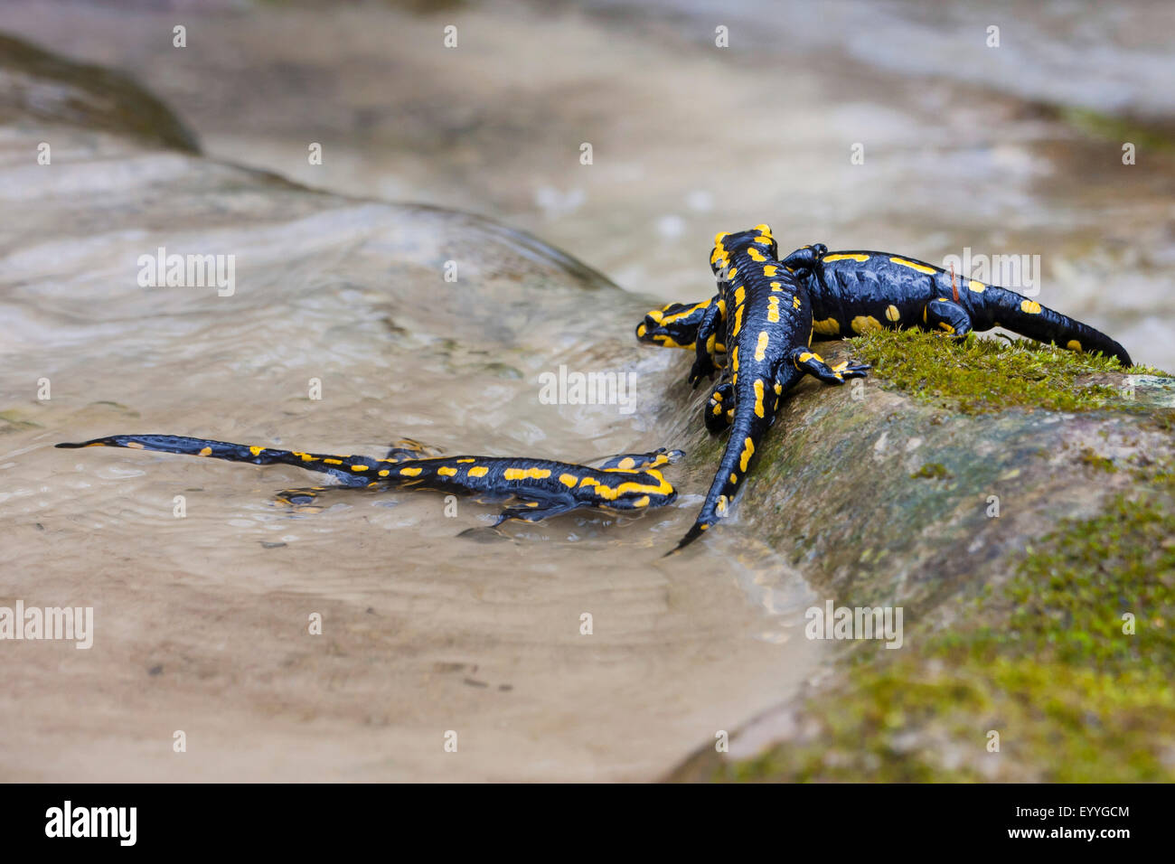 Three european fire salamanders on the brookside hi-res stock ...